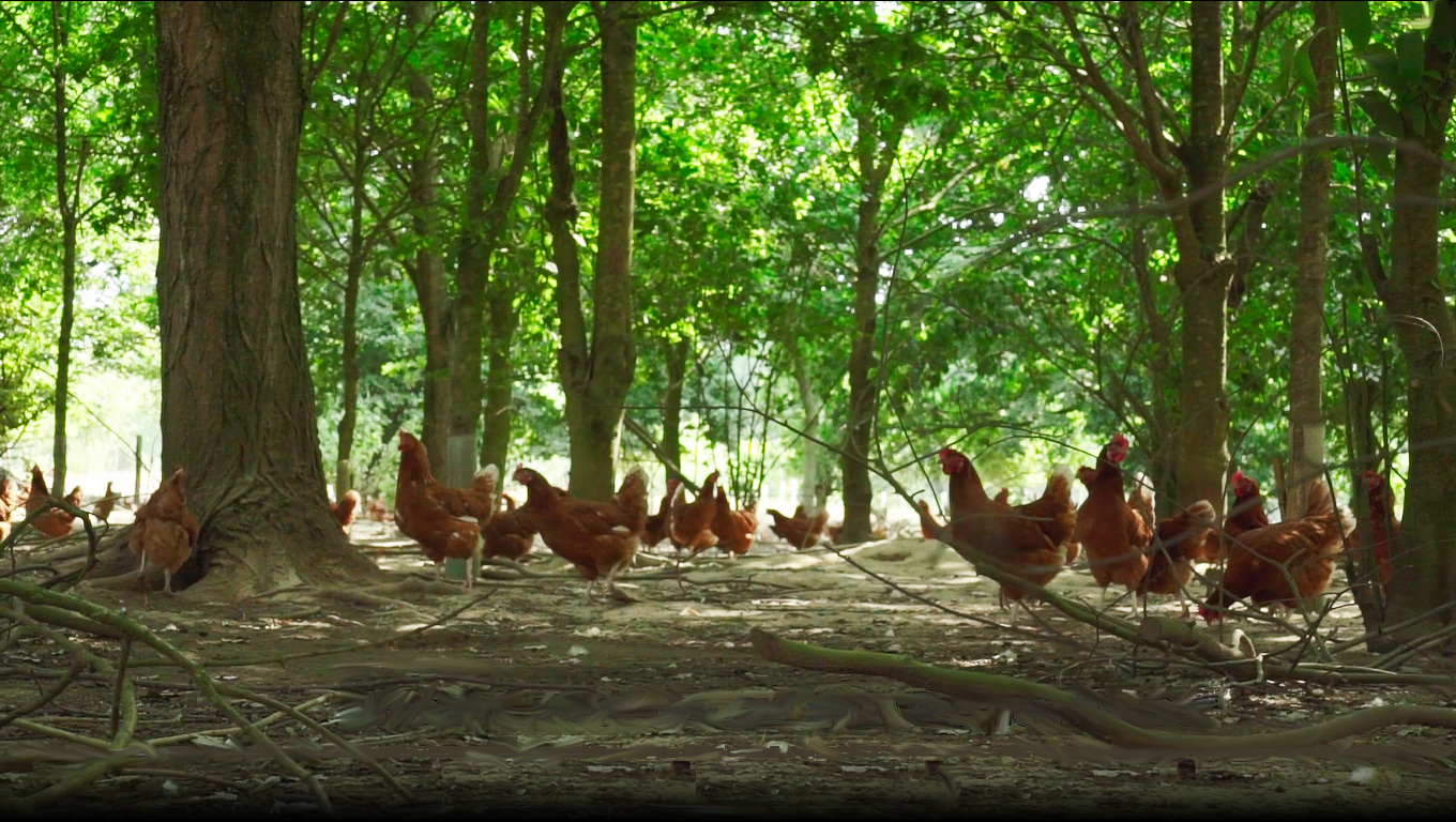 How we do free range - Fridays